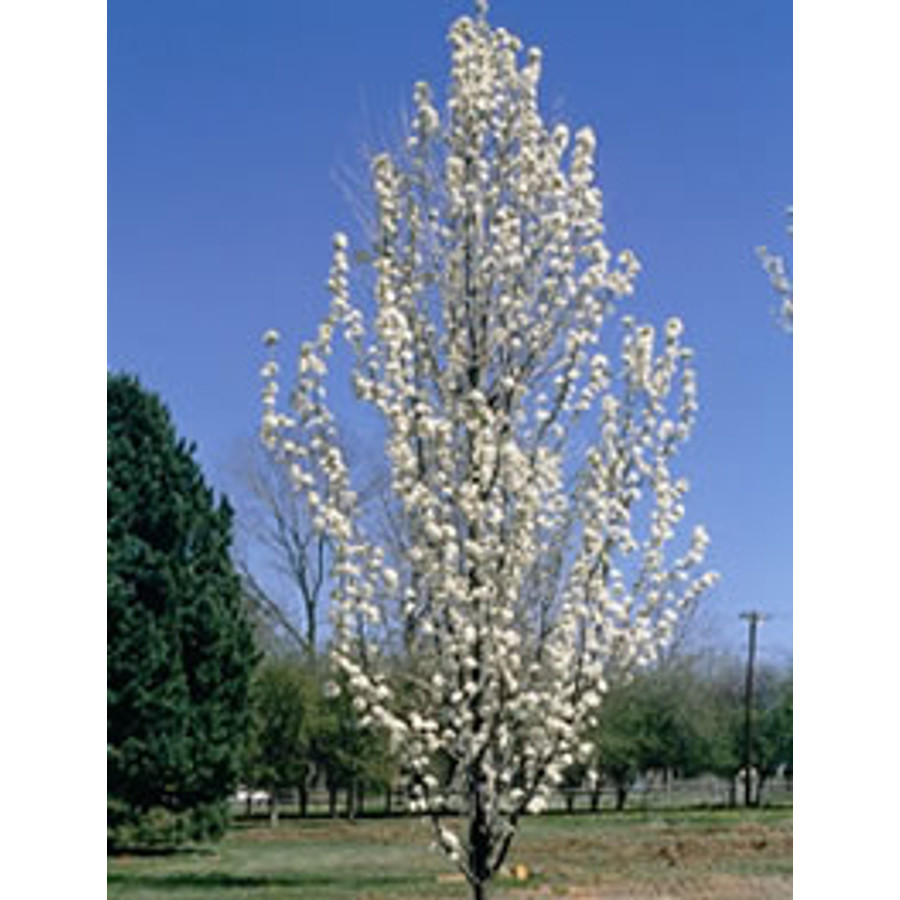 Pyrus calleryana 'Capital' - Oszlopos kínai körte