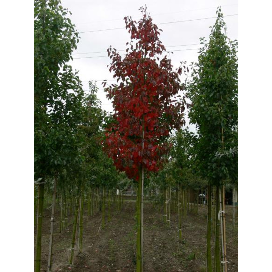 Pyrus calleryana 'Red Spire' – Oszlopos kínai díszkörte