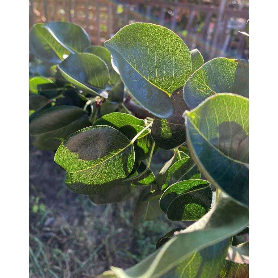 Pyrus communis 'Beech Hill' - 'Beech Hill' közönséges vadkörte