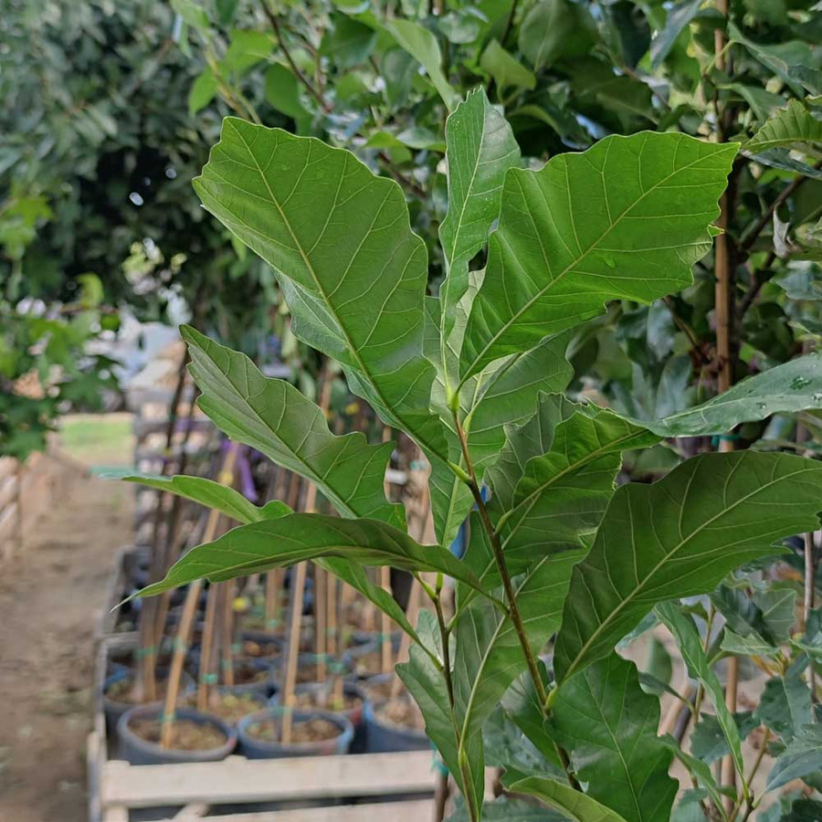 Quercus x warei 'Wind Candle' – Oszlopos hibrid tölgy