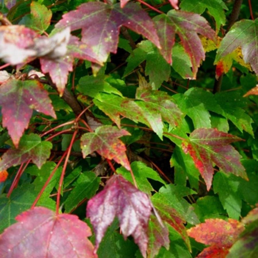 Acer rubrum 'Somerset' – Vörös juhar