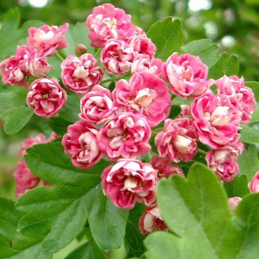 Crataegus laevigata 'Rosea' – Díszgalagonya