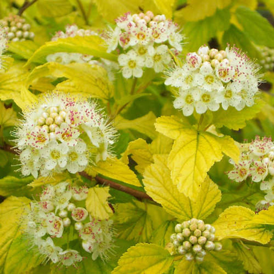 Physocarpus opulifolius 'Dart's Gold' – Aranysárga hólyagvessző