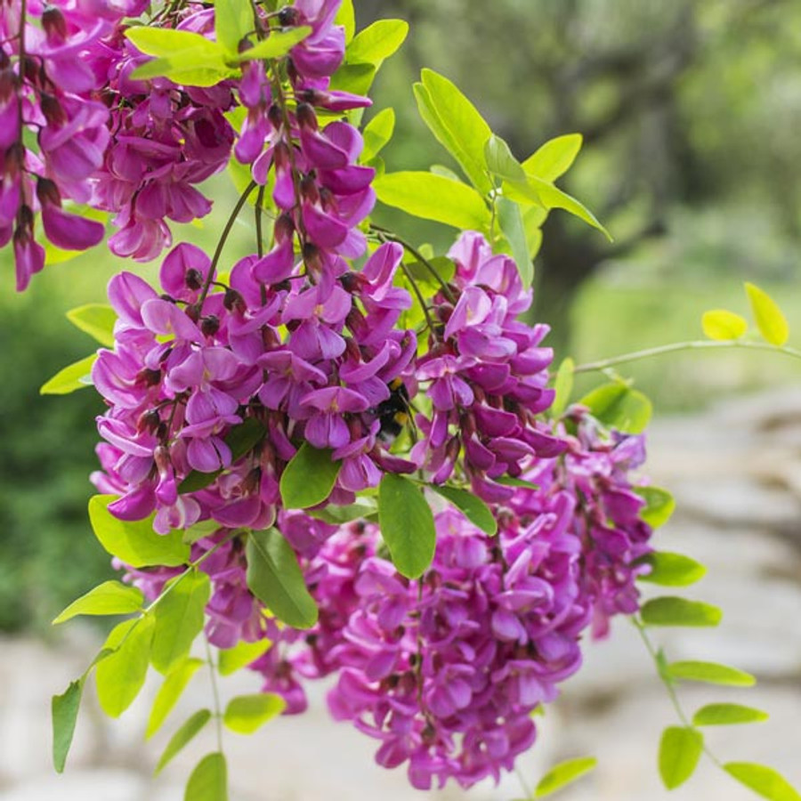 Robinia 'Purple Robe' – Fehér akác
