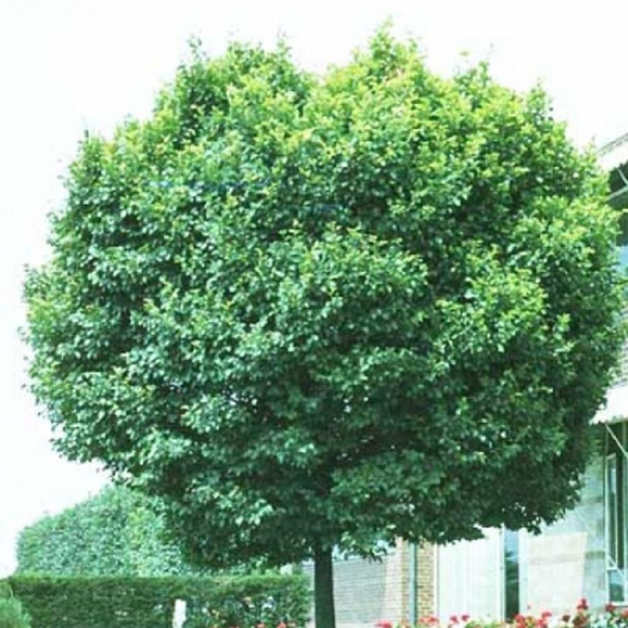 Ulmus minor 'Umbraculifera' – Mezei szil