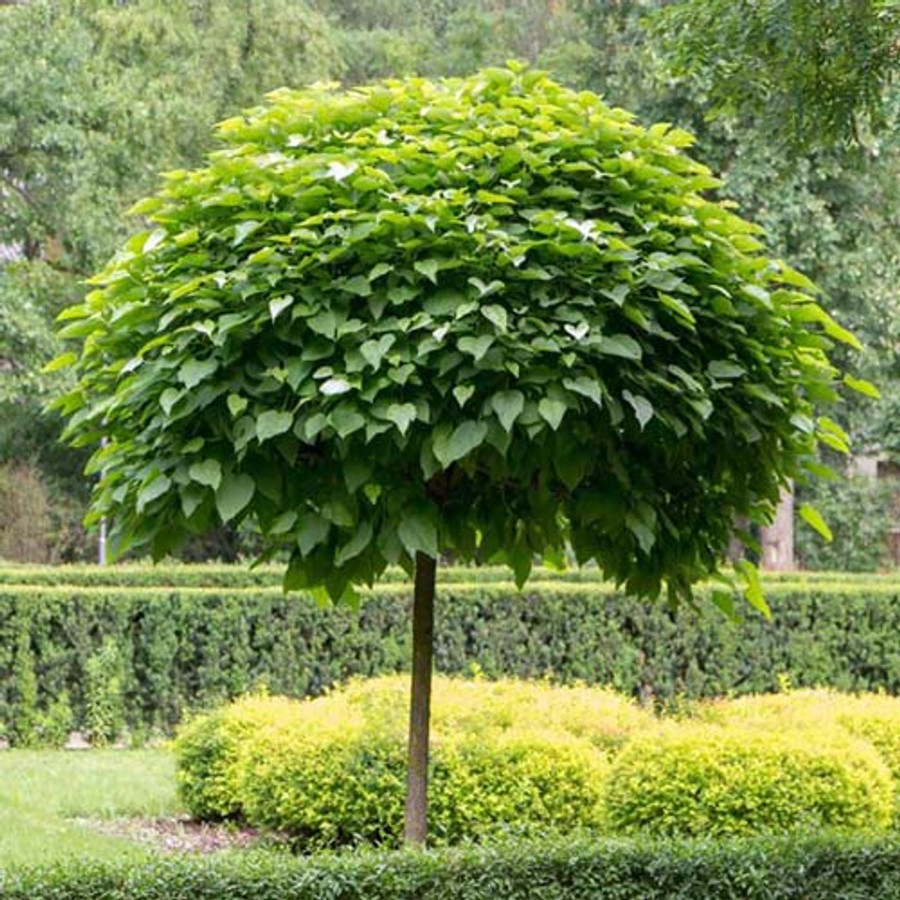 Catalpa bignonioides 'Nana' - Gömbkoronájú szivarfa (extra méretű koros)