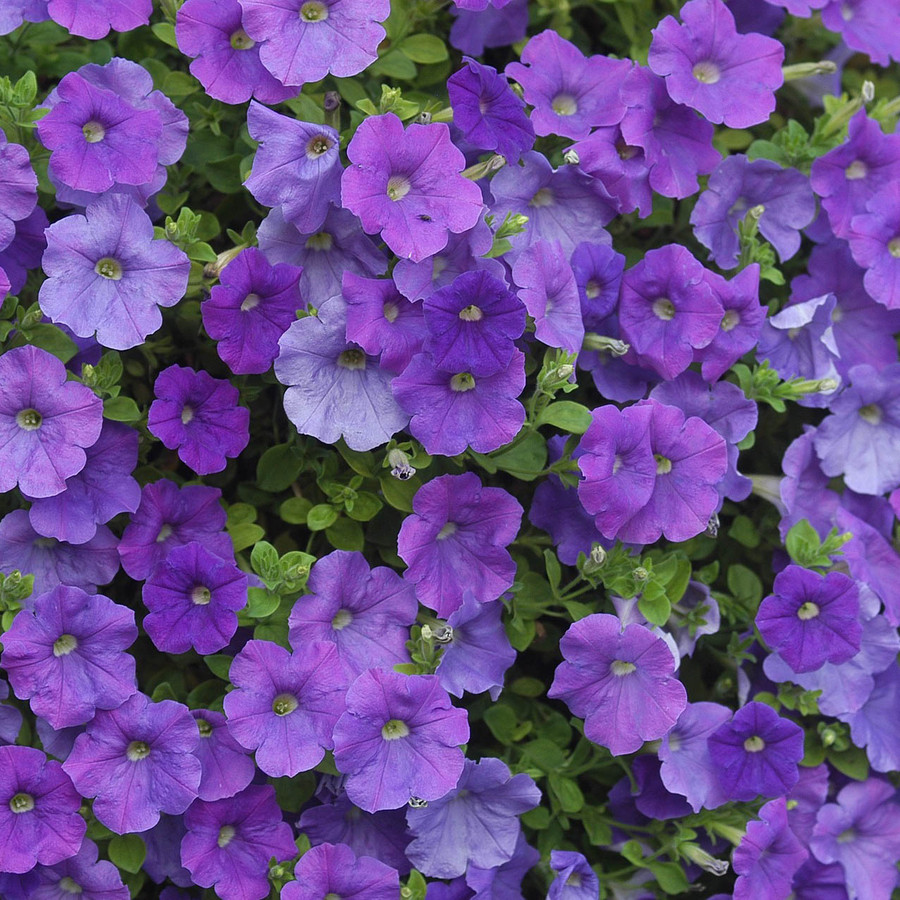 Petúnia (lila)