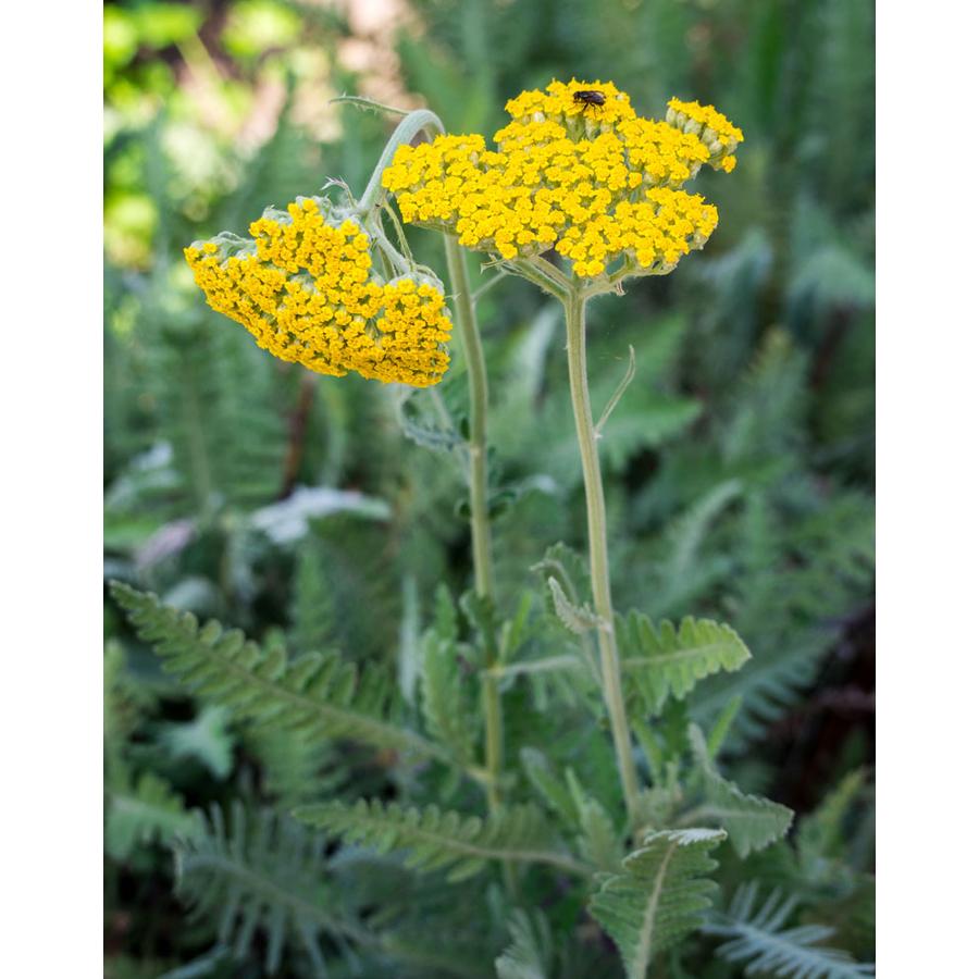Achillea filipendulina – Cickafark