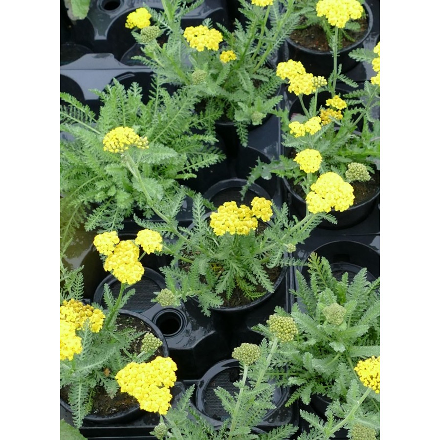 Achillea millefolium 'Little Moonshine' – Sárga virágú cickafark