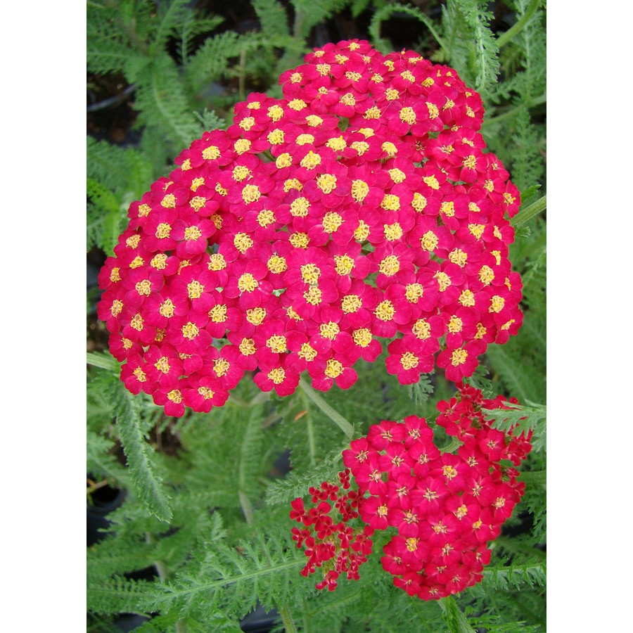 Achillea millefolium 'Paprika' – Cickafark