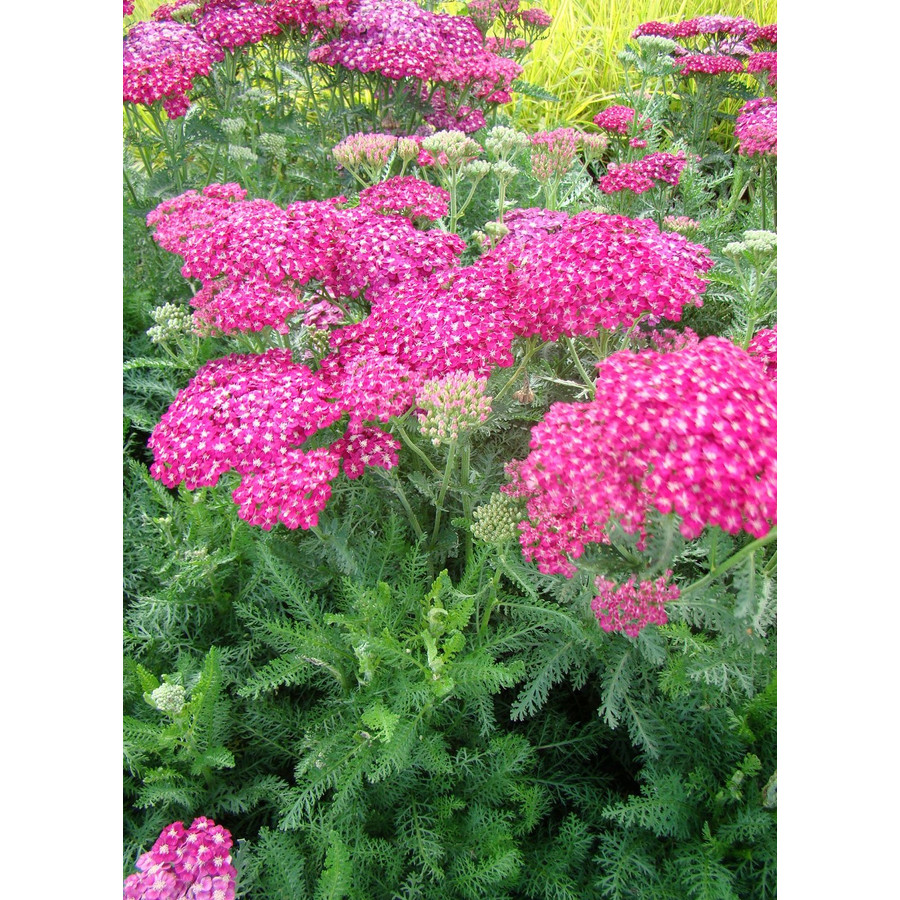 Achillea millefolium 'Saucy Seduction' – Közönséges cickafark