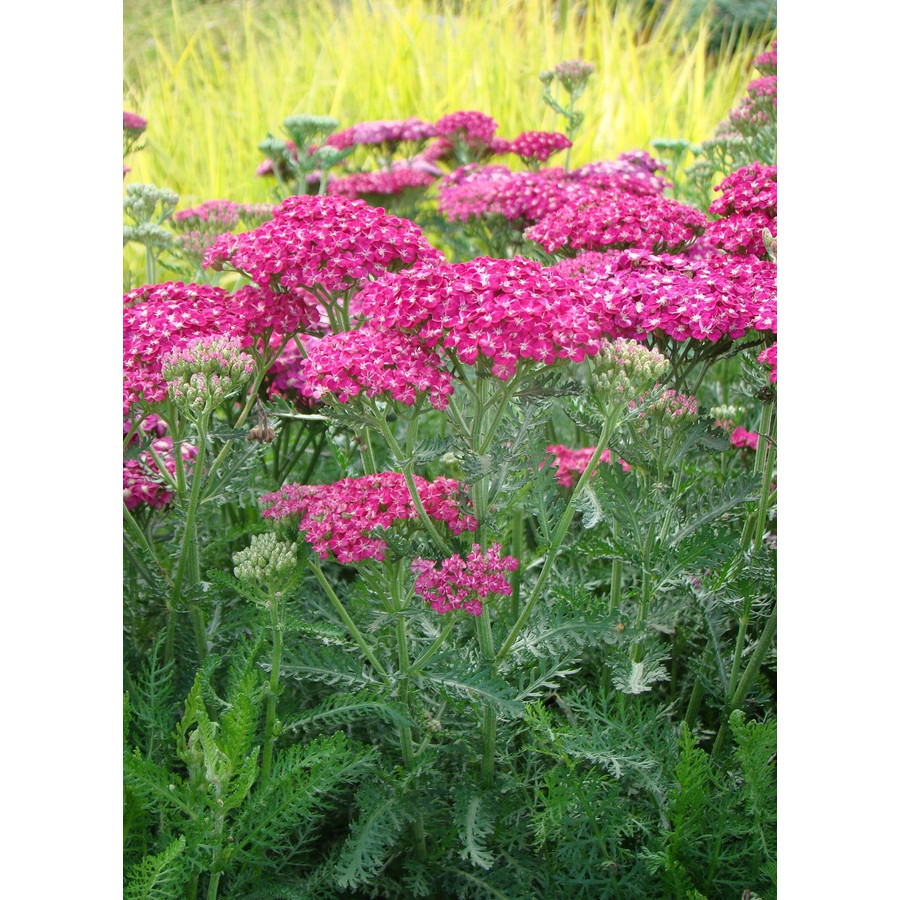 Achillea millefolium 'Saucy Seduction' – Közönséges cickafark
