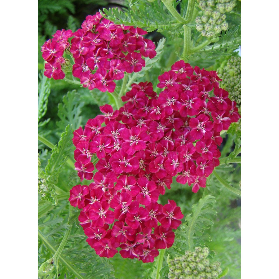 Achillea millefolium 'Saucy Seduction' – Közönséges cickafark