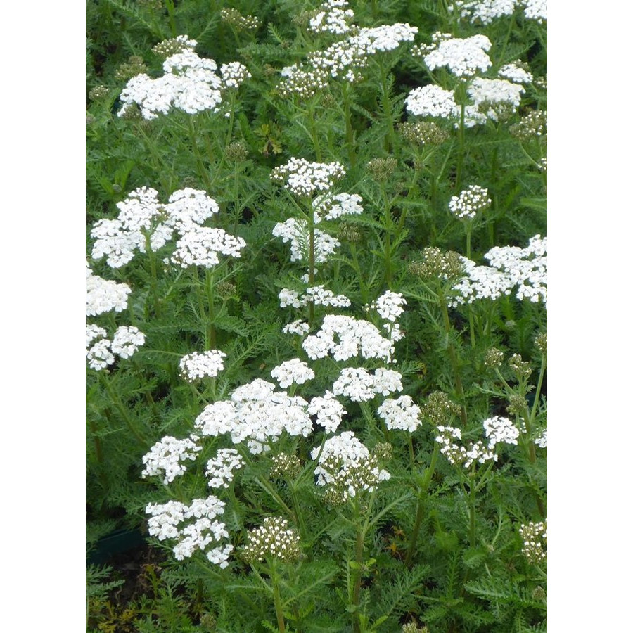 Achillea millefolium 'Schneetaler' – Cickafark