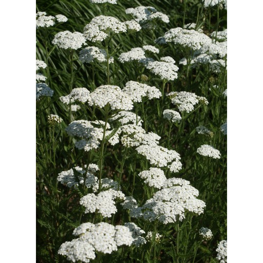 Achillea millefolium 'Schneetaler' – Cickafark