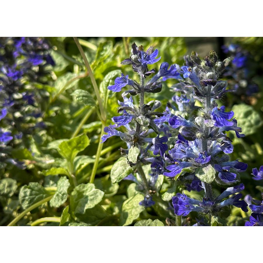 Ajuga reptans 'Princess Elsa'® – Indás ínfű