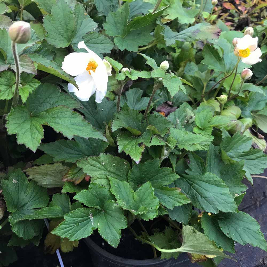 Anemone 'Little White Princess' - Erdei szellőrózsa