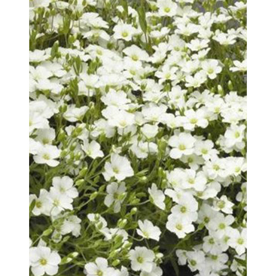 Arenaria montana 'Blizzard Compact' - Fehér hegyi homokhúr