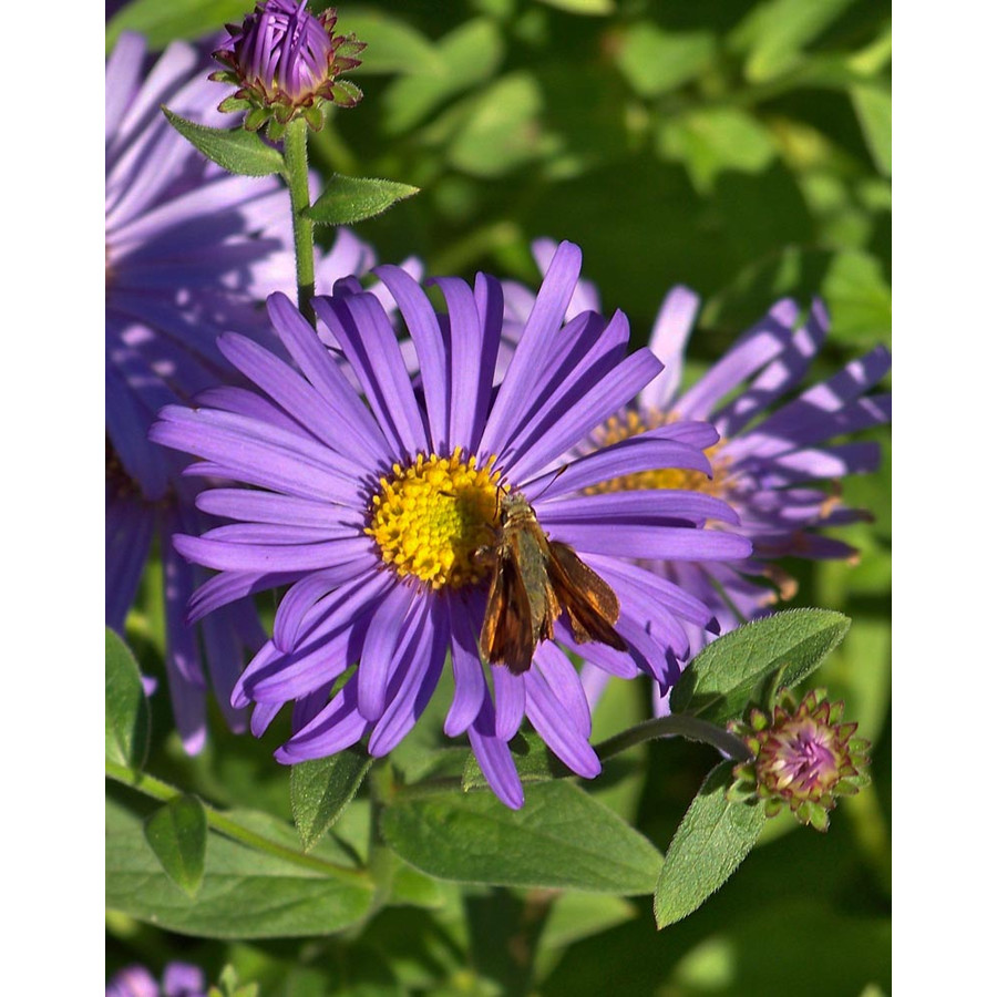 Aster thomsonii 'Nana' – Őszirózsa