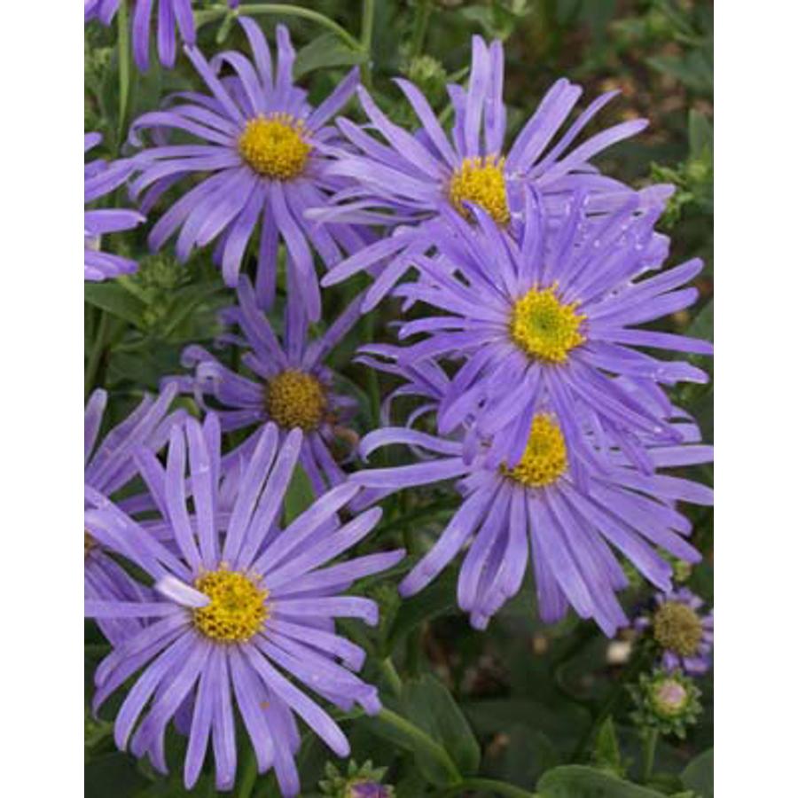 Aster thomsonii – Őszirózsa