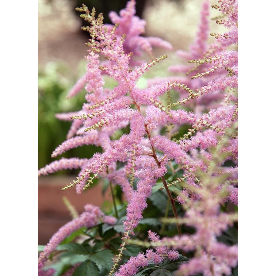 Astilbe x arendsii 'Bressingham Beauty' – Kerti tollbuga