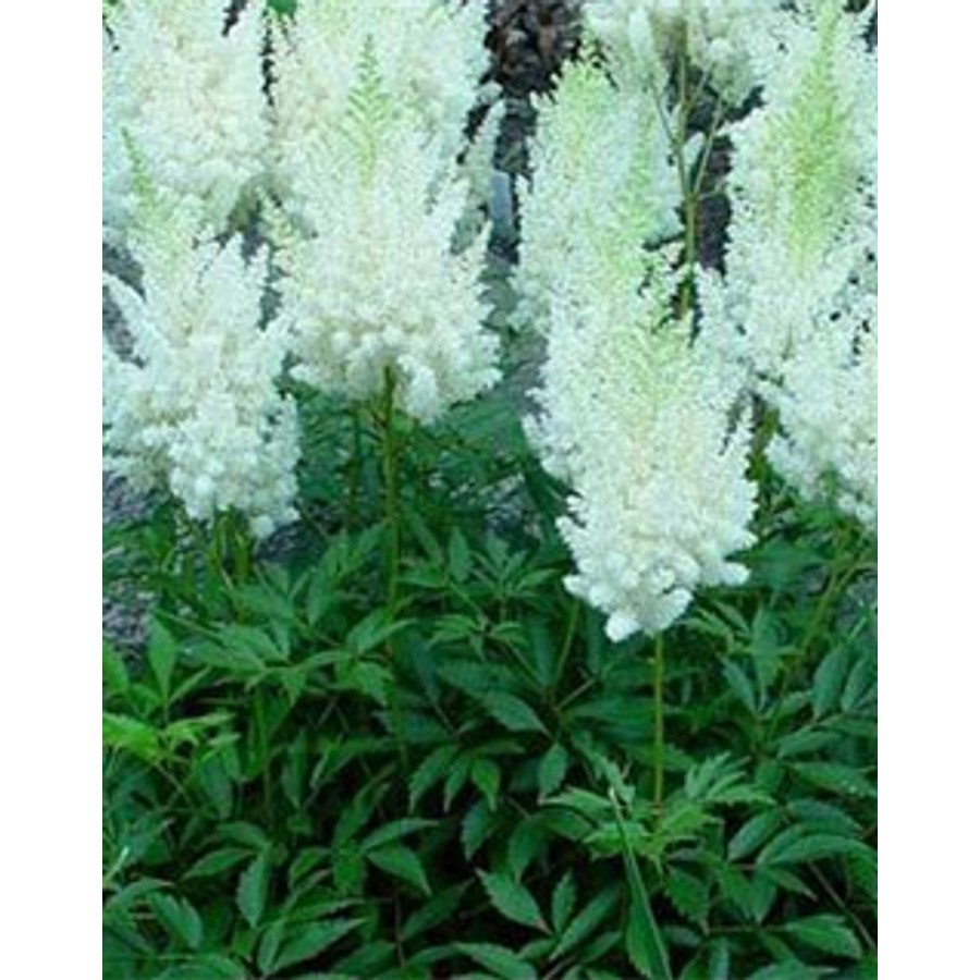 Astilbe x arendsii 'Snowdrift' – Kerti tollbuga