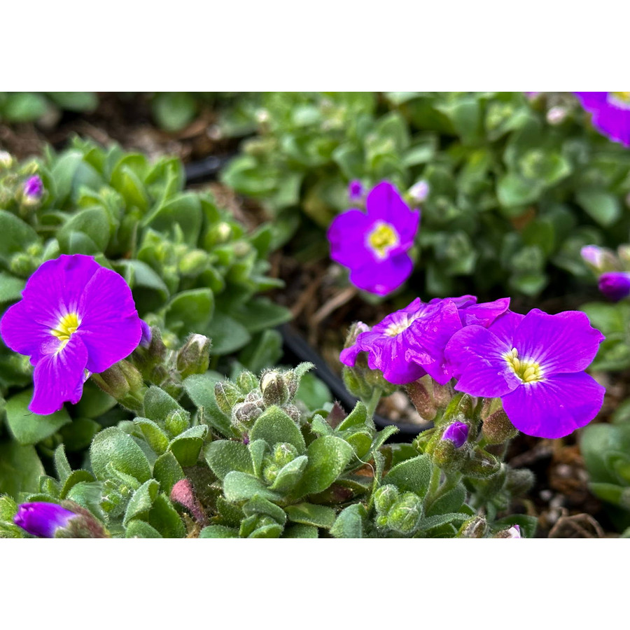 Aubrieta 'Axcent Glacier Blue' – Pázsitviola