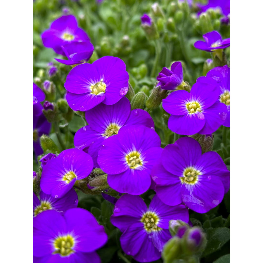 Aubrieta gracilis 'Kitte Blue' - Apró pázsitviola (ibolyakék)