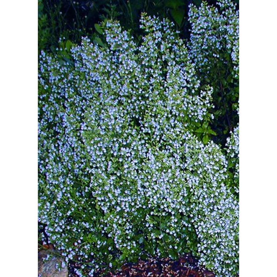 Calamintha nepeta 'Blue Cloud Strain' - Mirigyes pereszlény