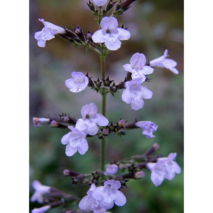 Calamintha nepeta 'Blue Cloud Strain' - Mirigyes pereszlény