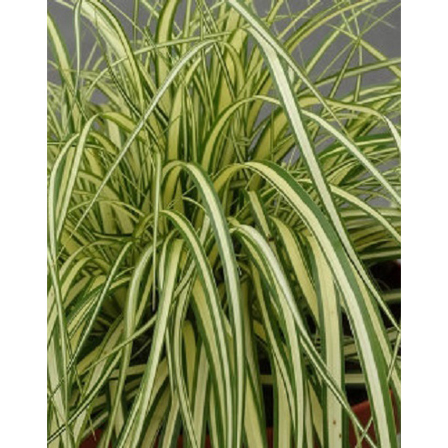 Carex oshimensis 'Maxigold' – Sás