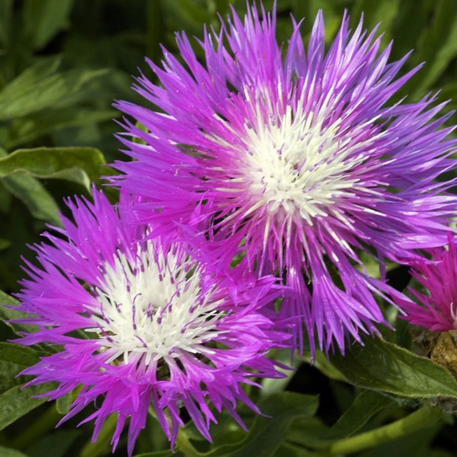Centaurea dealbata 'Bright Rose' – Szürkés imola