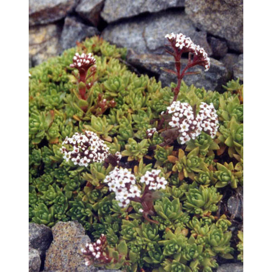 Crassula setulosa var. curta – Pozsga