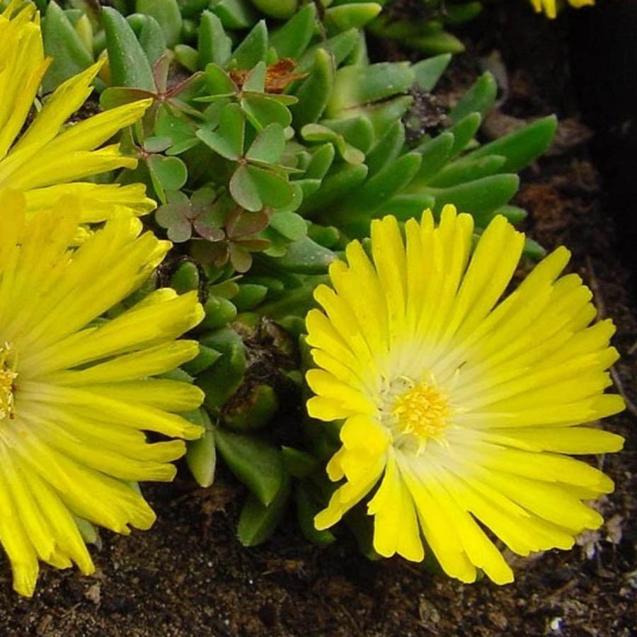 Delosperma congestum 'Yellow' – Délvirág