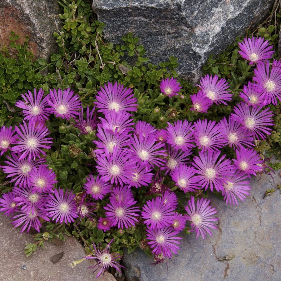 Delosperma cooperi 'Table Mountain' – Délvirág