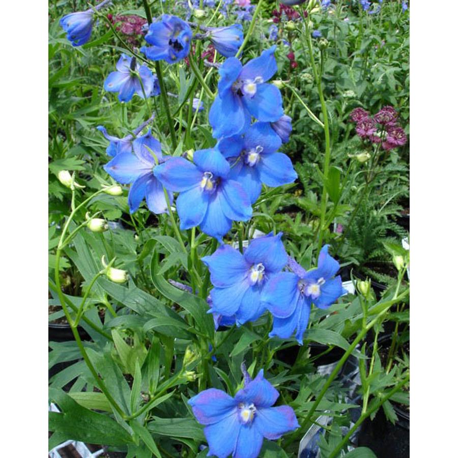 Delphinium 'Piccolo' – Szarkaláb