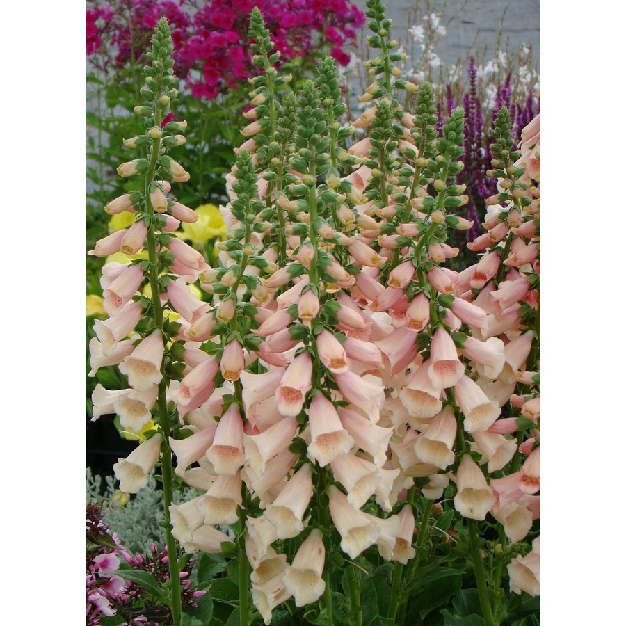 Digitalis purpurea 'Dalmatian Peach' – Pettyegetett gyűszűvirág