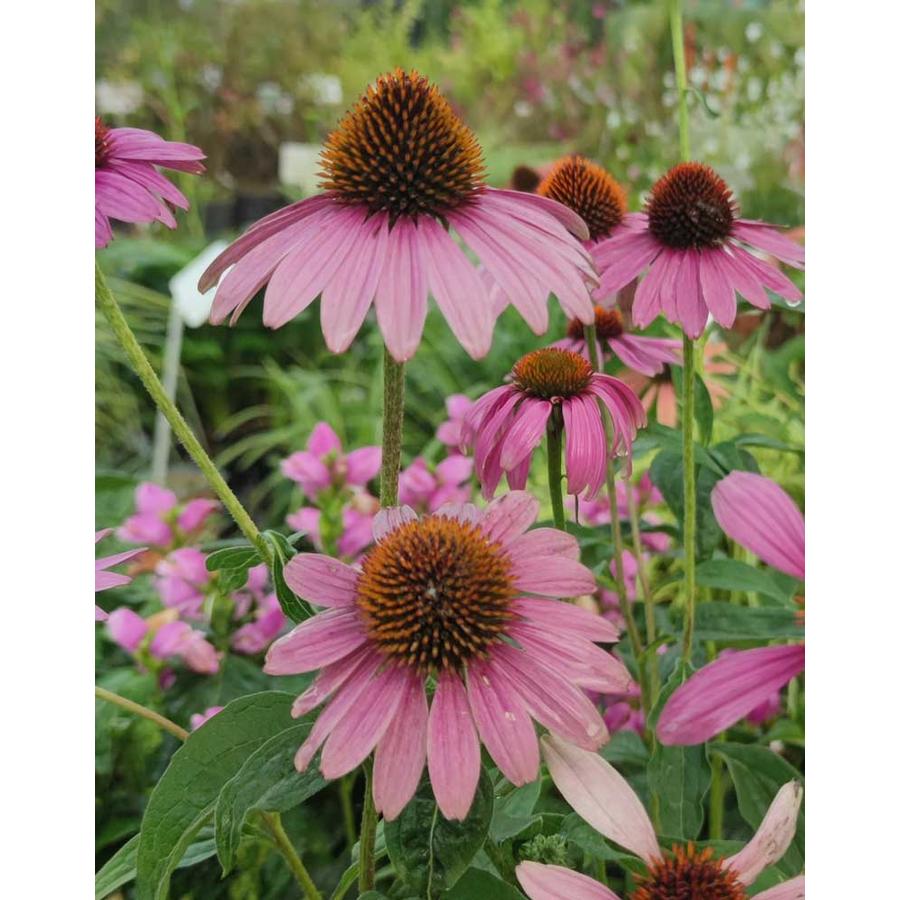 Echinacea purpurea 'Prairie Splendor Deep Rose' – Bíbor kasvirág
