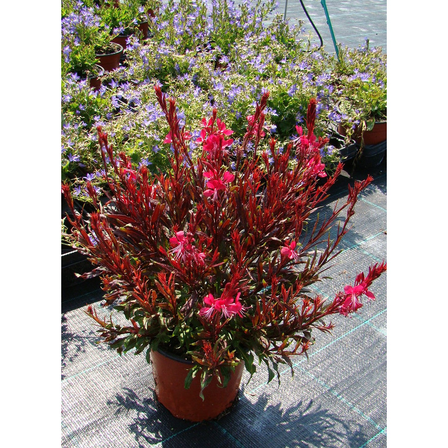Gaura lindheimeri 'Gaudi Red' – Évelő díszgyertya