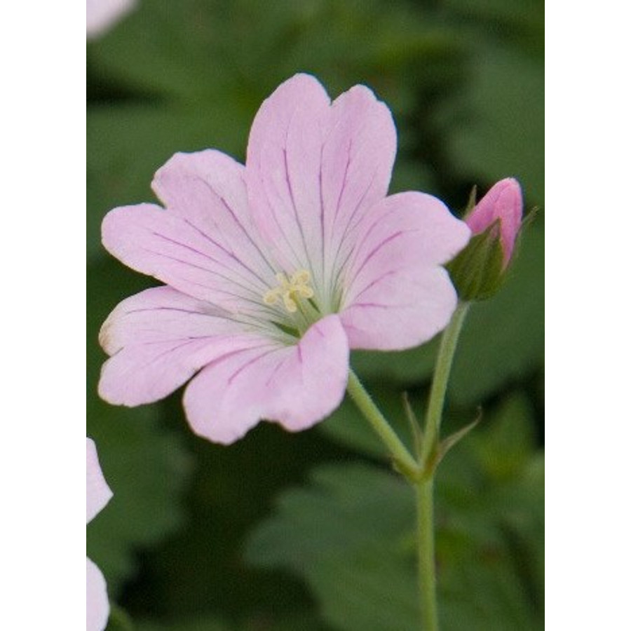 Geranium 'Dreamland' – Gólyaorr