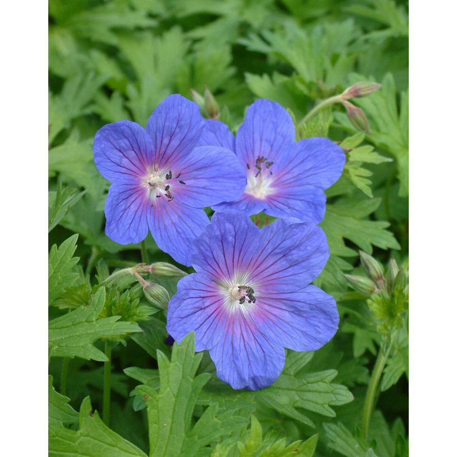 Geranium himalayense – Himalájai gólyaorr