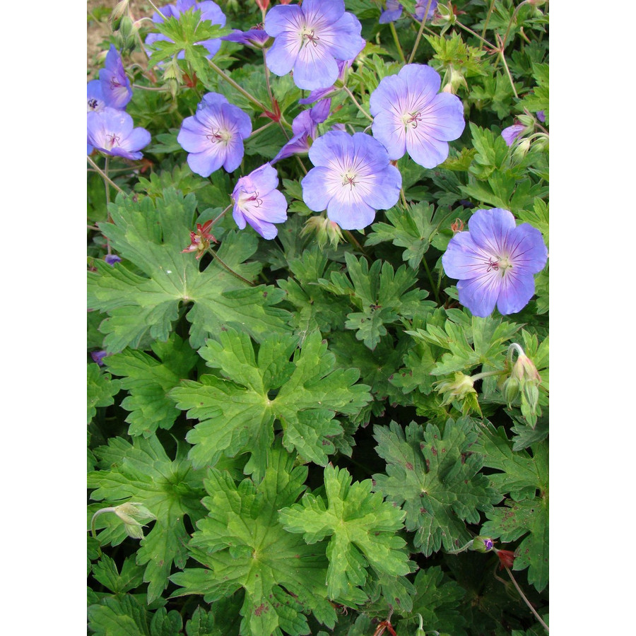 Geranium 'Rozanne' (régi: 'Jolly Bee') – Gólyaorr