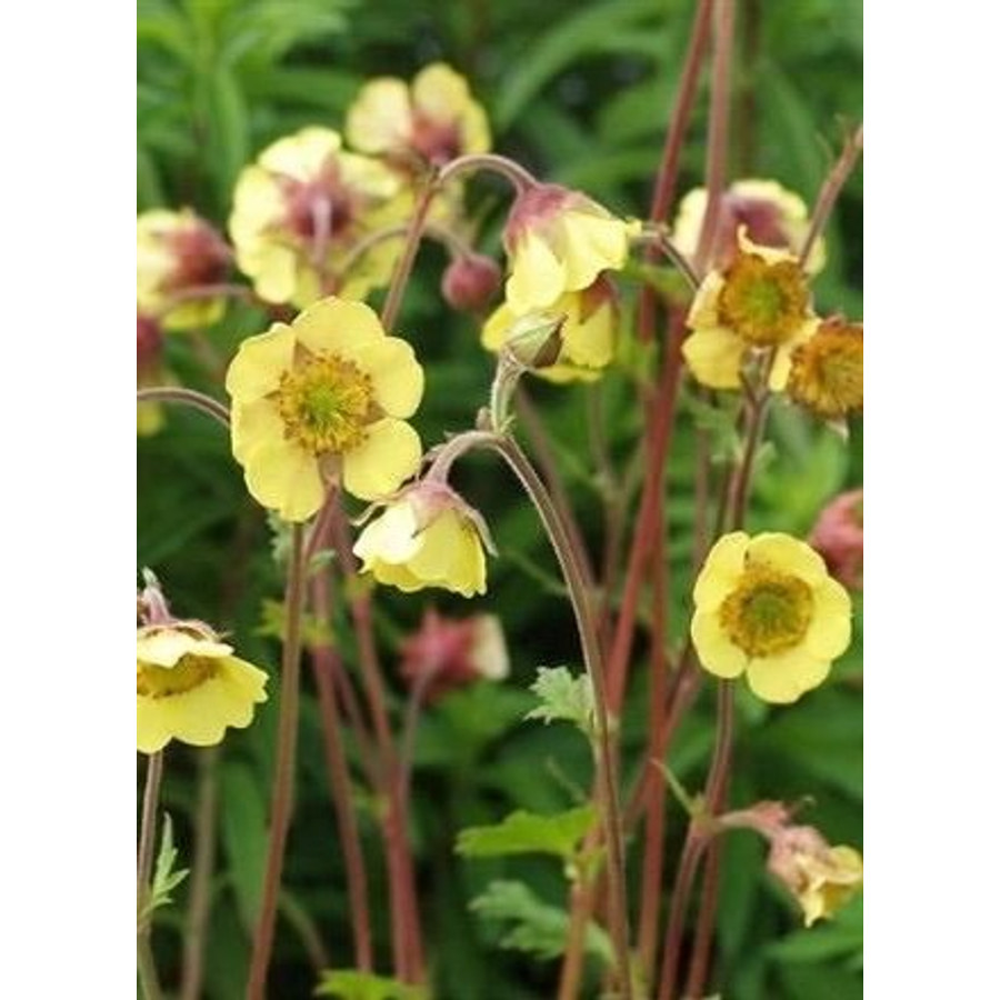 Geum 'Lemon Drops' - Gyömbérgyökér