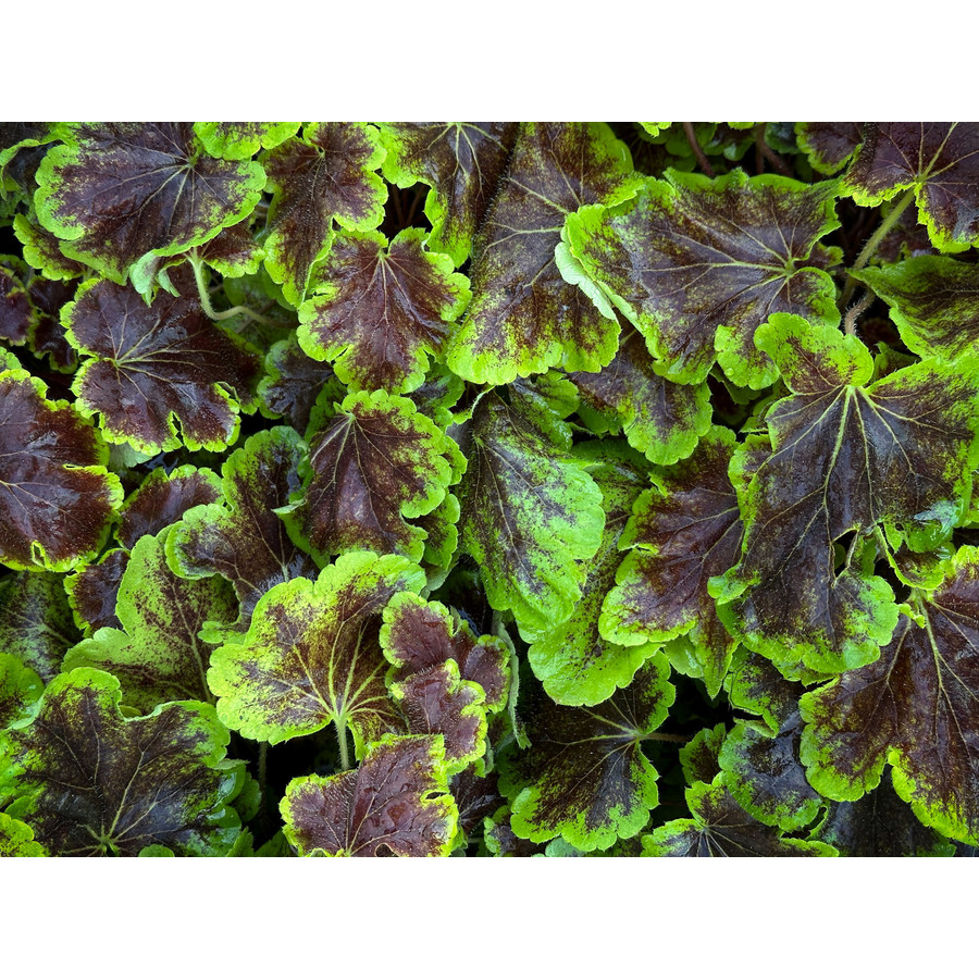 Heucherella 'Solar Eclipse' - Tűzeső