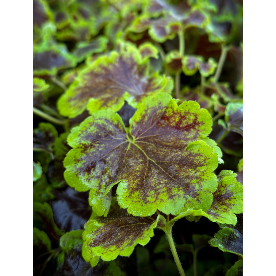 Heucherella 'Solar Eclipse' - Tűzeső
