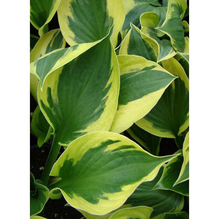 Hosta 'Anne' - Árnyékliliom