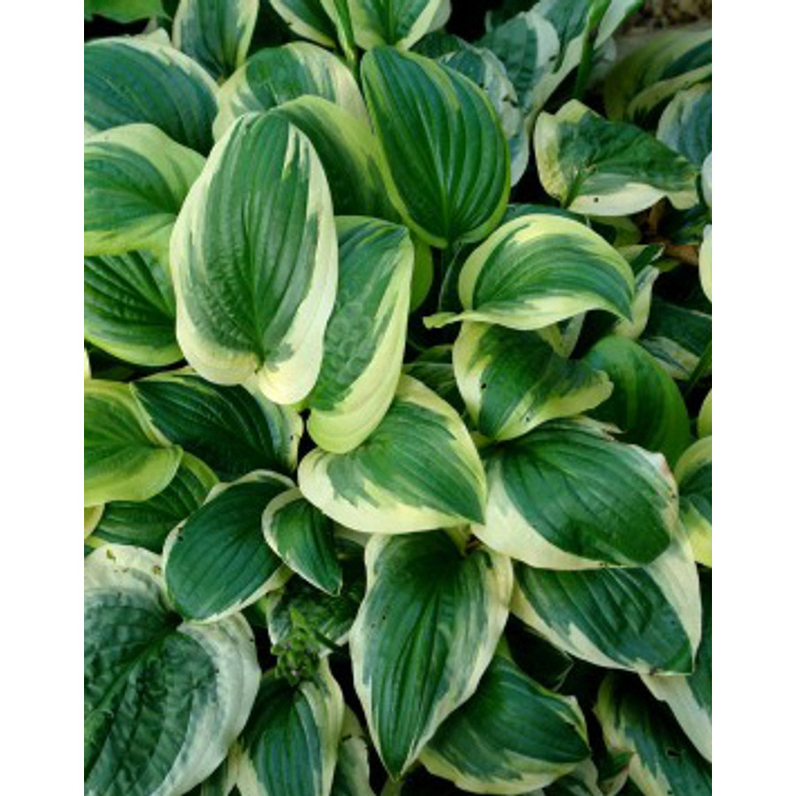 Hosta 'Austin Dickinson' - Árnyékliliom