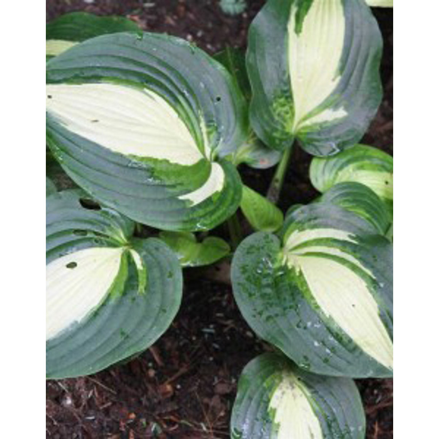 Hosta 'Lakeside Meter Maid' – Árnyékliliom