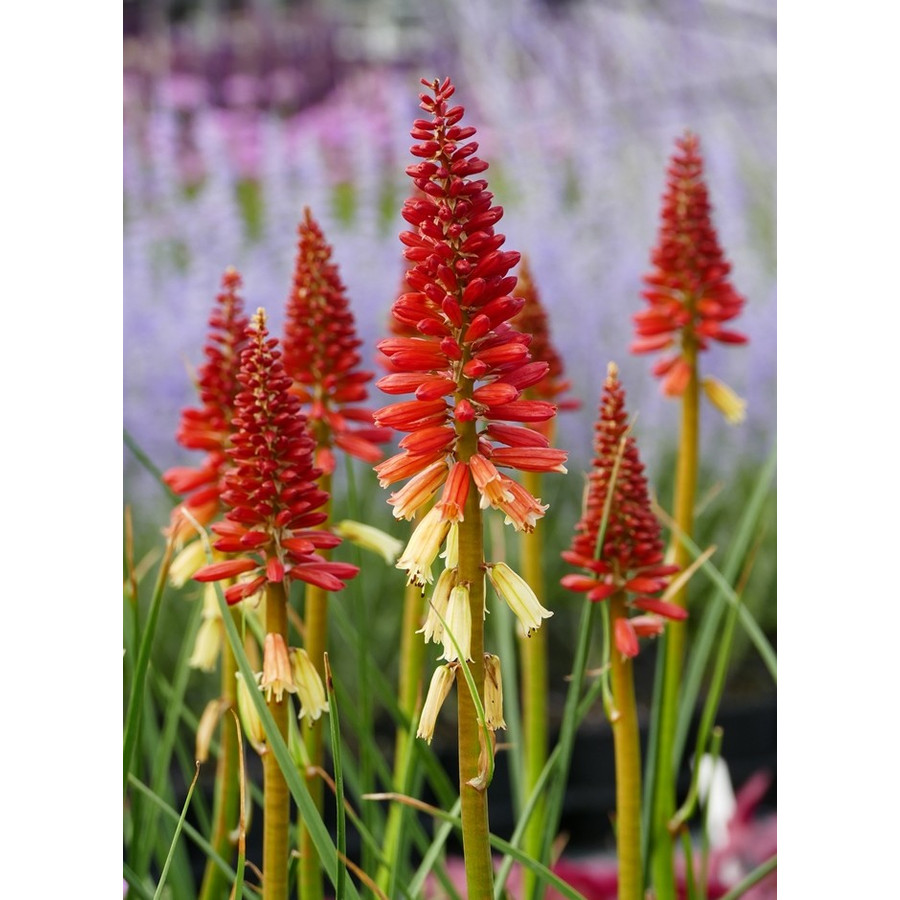 Kniphofia 'Pyromania Rocket's Red Glare' – Fáklyaliliom