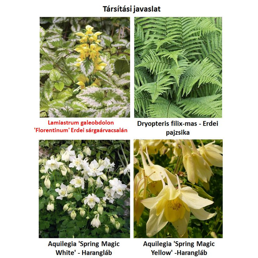 Lamiastrum galeobdolon 'Florentinum' - Erdei sárgaárvacsalán